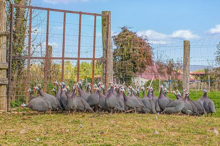 Volailles et lapins : Vente directe producteur