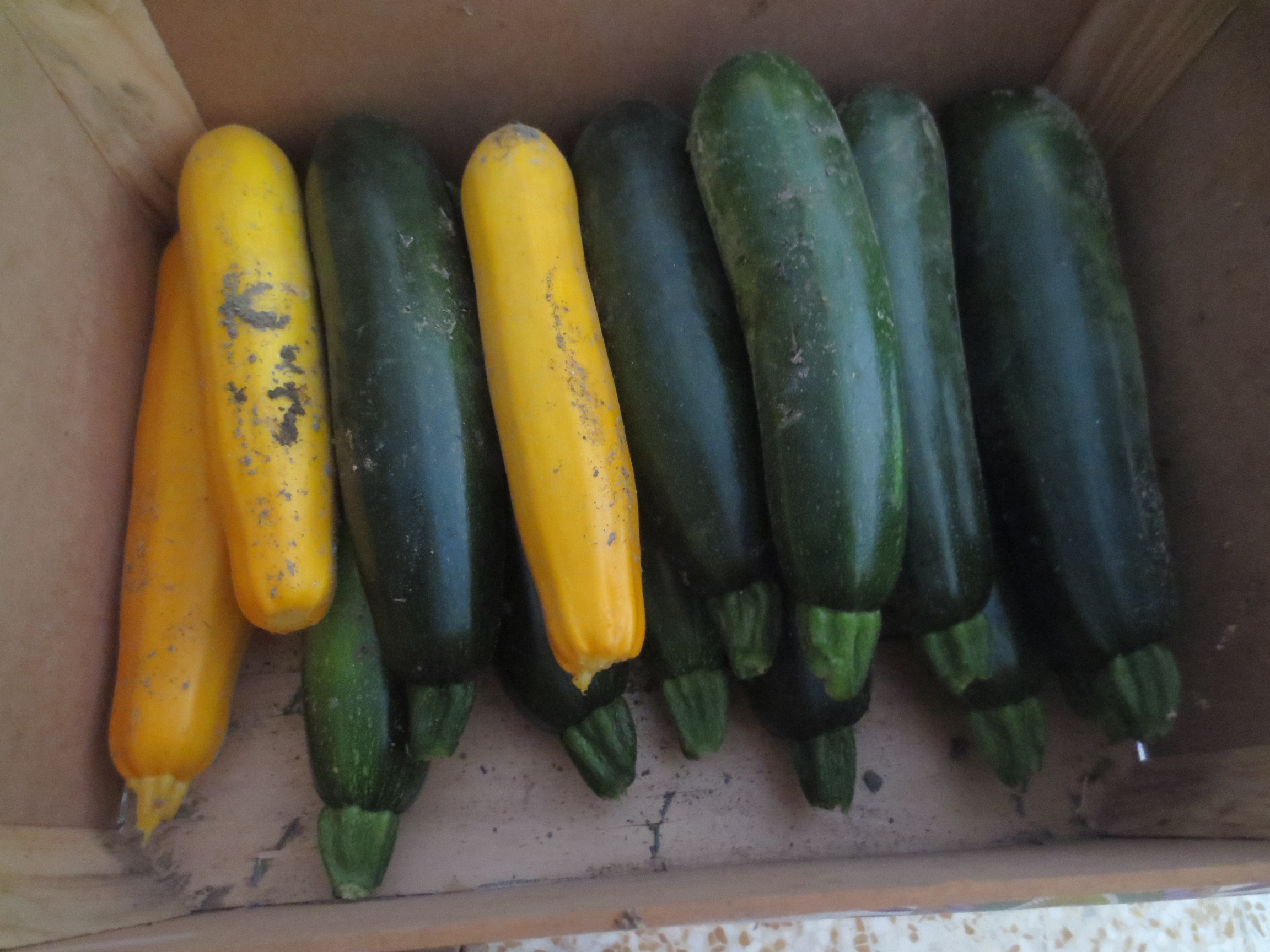 Légumes : Vente directe producteur